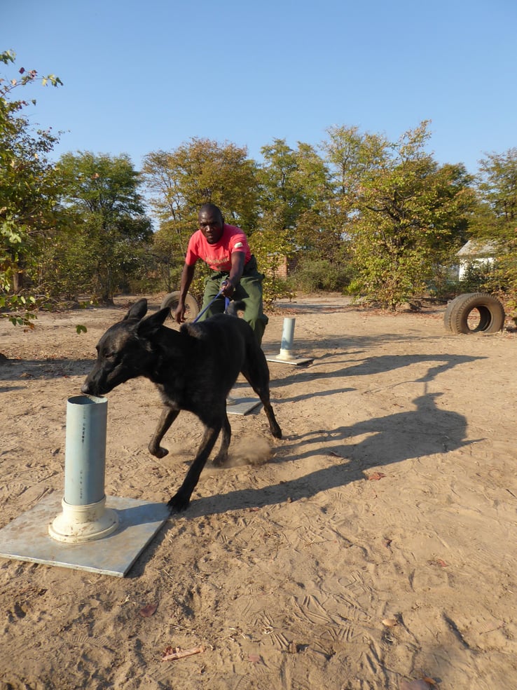 A Practical Activist with Paws: Meet Tygee, Working Dogs for Conservation